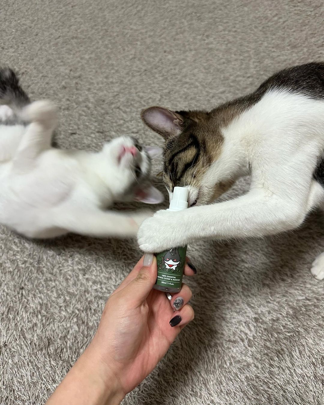 How to Introduce the Spray to Your Cat – JAYU PET