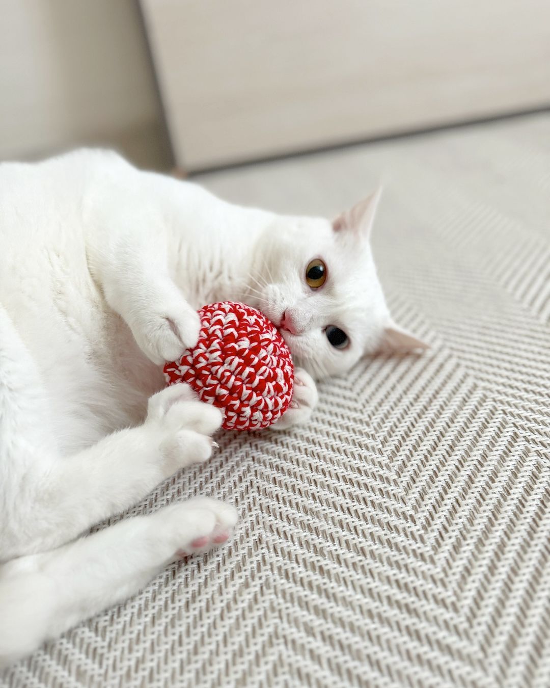 How One Toy Can Relieve Stress in Indoor Cats – The Red Cat Ball Story ...