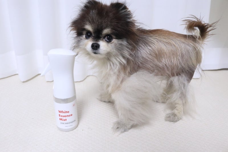 What is White Essence Mist? – JAYU PET